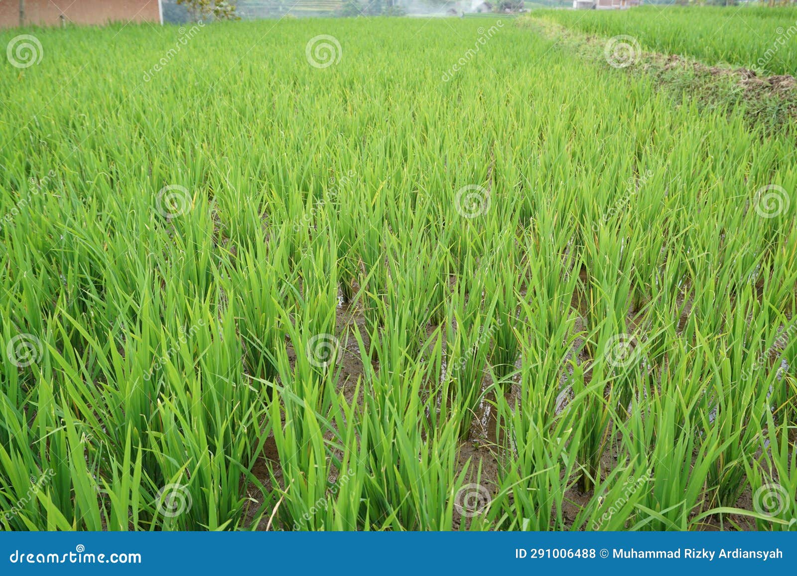 Abstract Background of Rice Fields Stock Photo - Image of beautiful ...