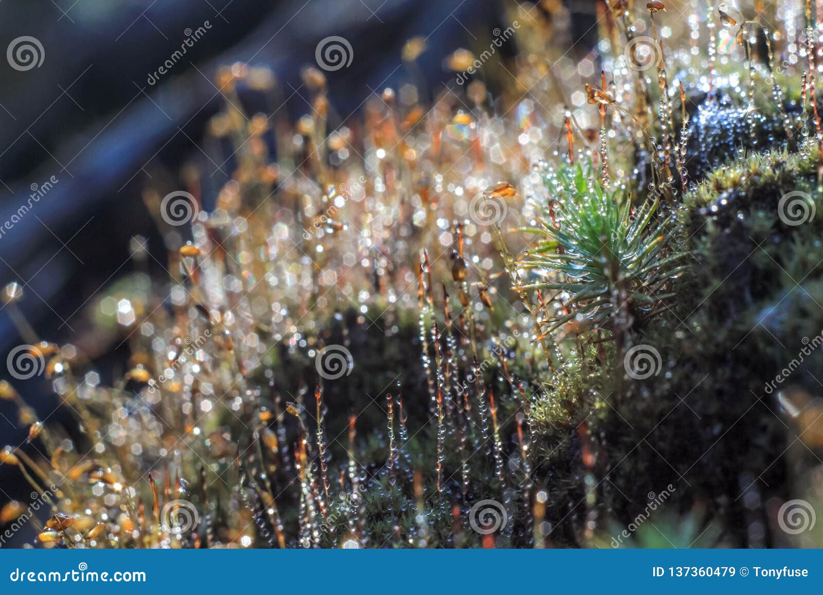 Close-up of Abstract Dew Drops on a Dry Plant with Variable Focus Stock ...