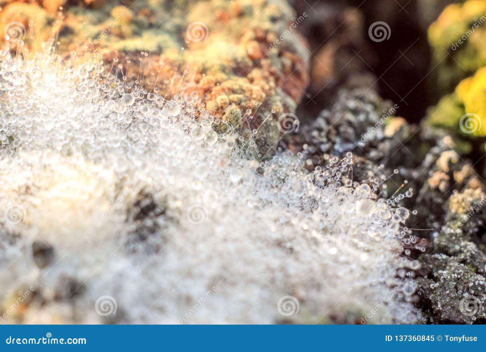 Close-up of Abstract Dew Drops on a Dry Plant with Variable Focus Stock ...