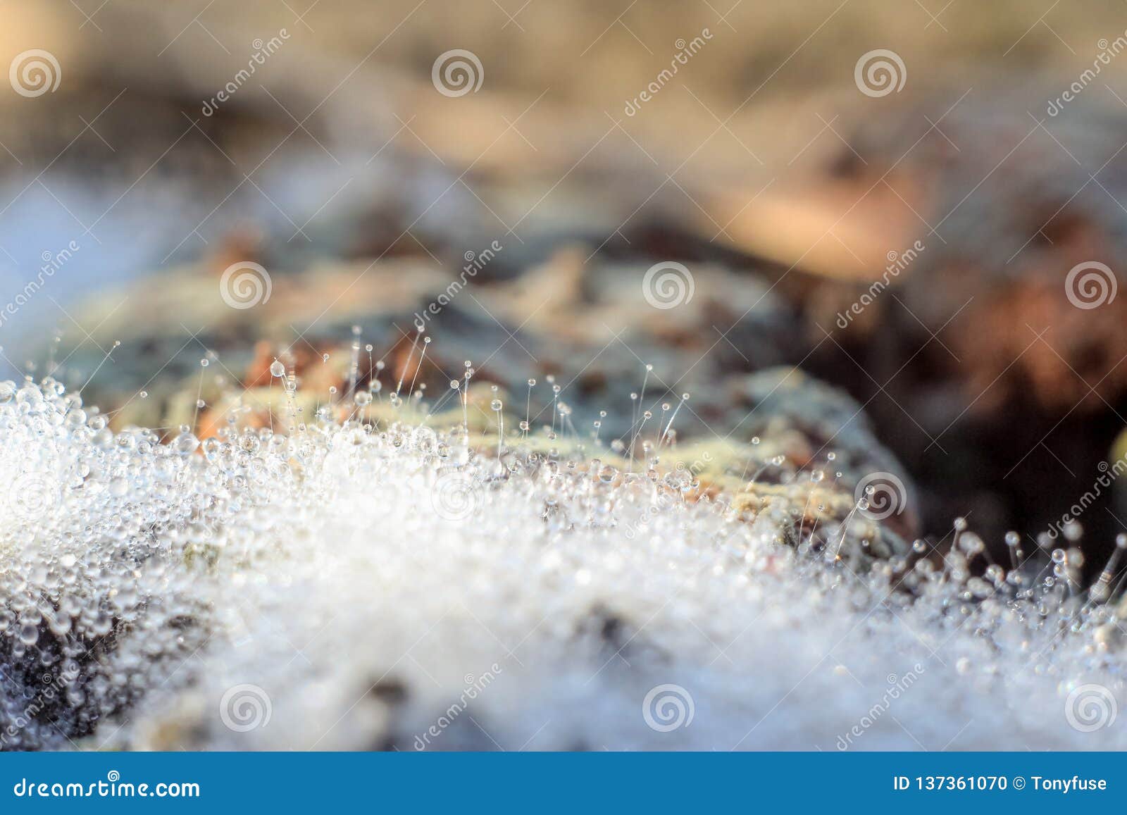 Close-up of Abstract Dew Drops on a Dry Plant with Variable Focus Stock ...