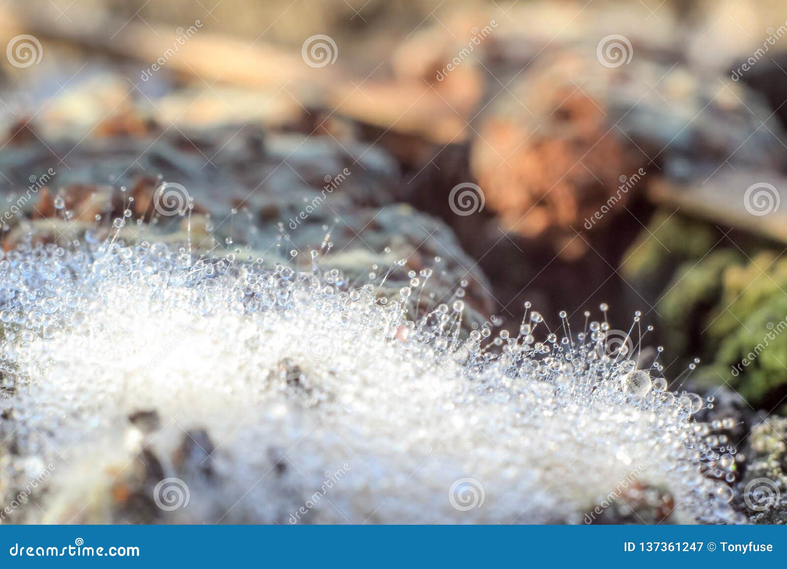 Close-up of Abstract Dew Drops on a Dry Plant with Variable Focus Stock ...