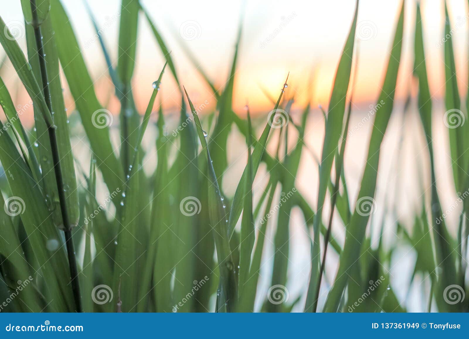 Close-up of Abstract Dew Drops on Grass with Variable Focus Stock Image ...