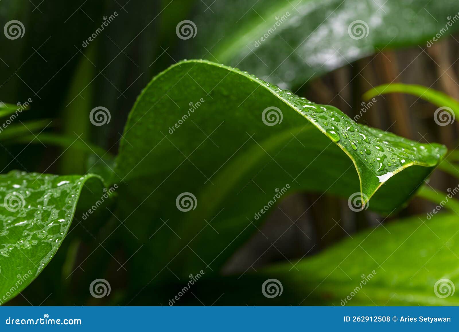 Nature Backgrounds of Leaf with Splash of Rain Drop Stock Photo - Image ...
