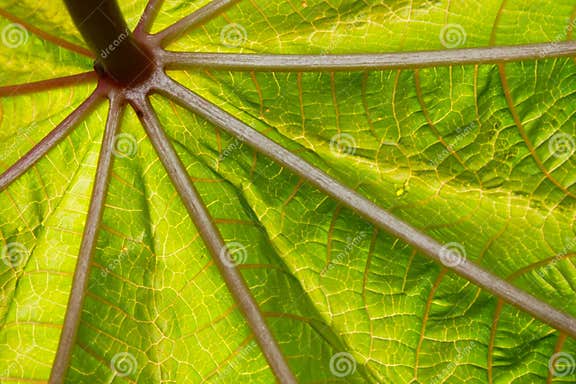 Close-up Abstract Leave Structure Stock Photo - Image of sheet, pattern ...