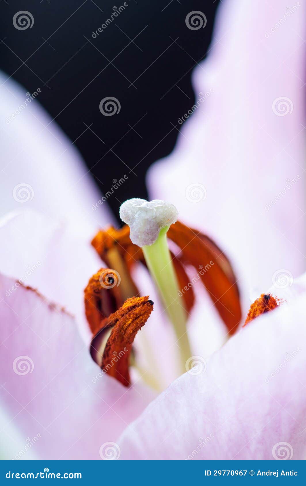 Abstract lily flower stock image. Image of stamens, easter - 29770967