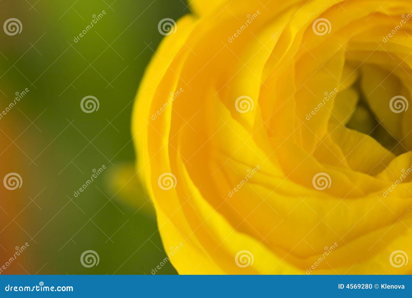 Close-up Abstraction of a Yellow Flower Stock Photo - Image of life ...