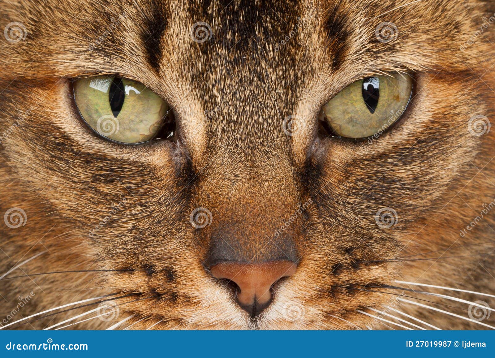 Close up of a Abyssinian stock image. Image of breed - 27019987