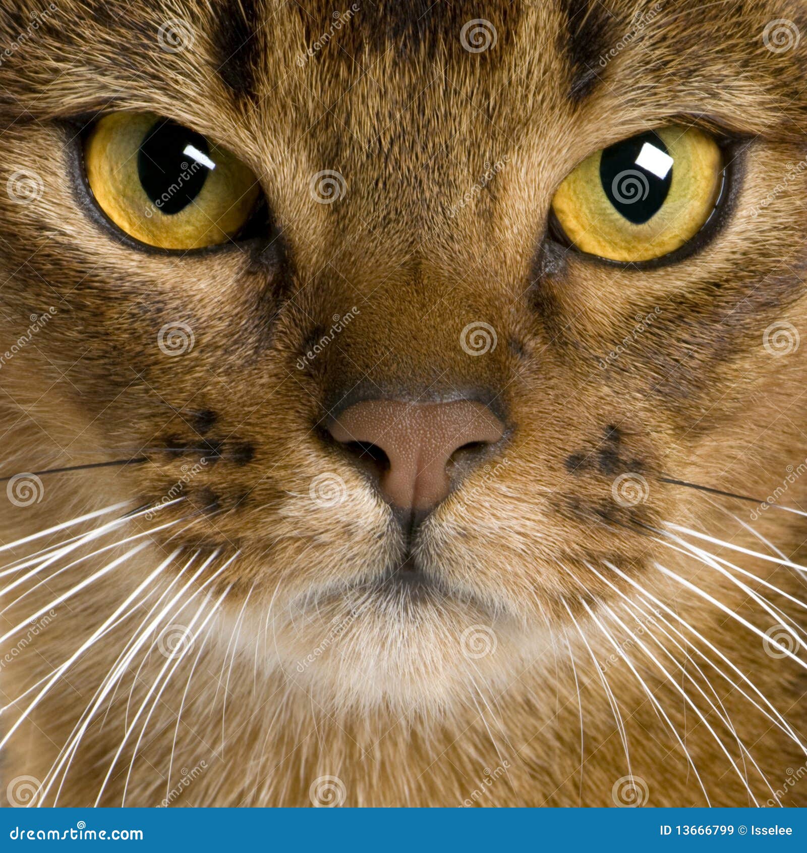 Close Up of a Abyssinian (9 Months Old) Stock Image - Image of camera ...