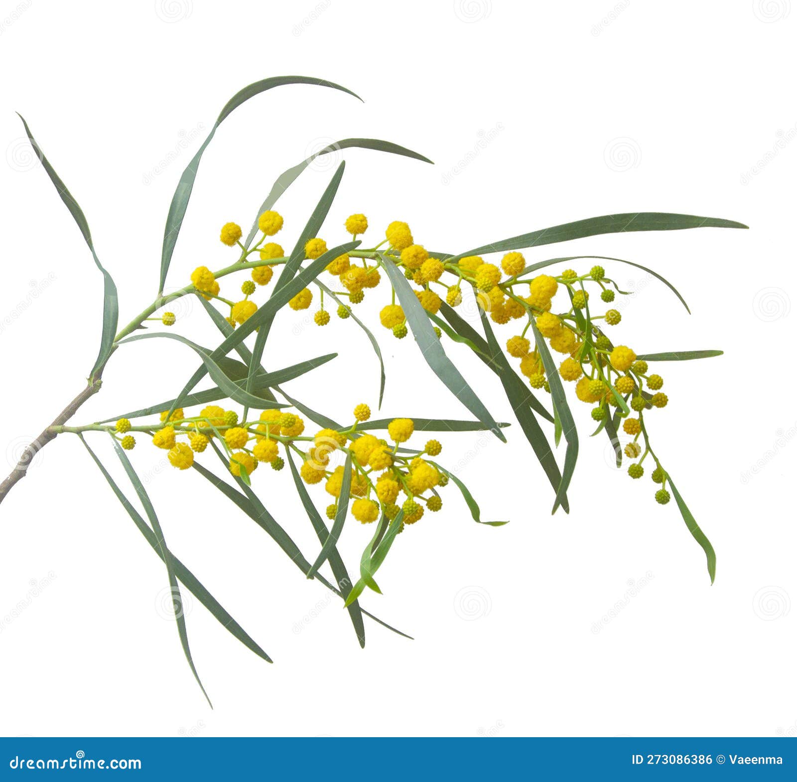 Acacia saligna stock photo. Image of white, blossom - 273086386