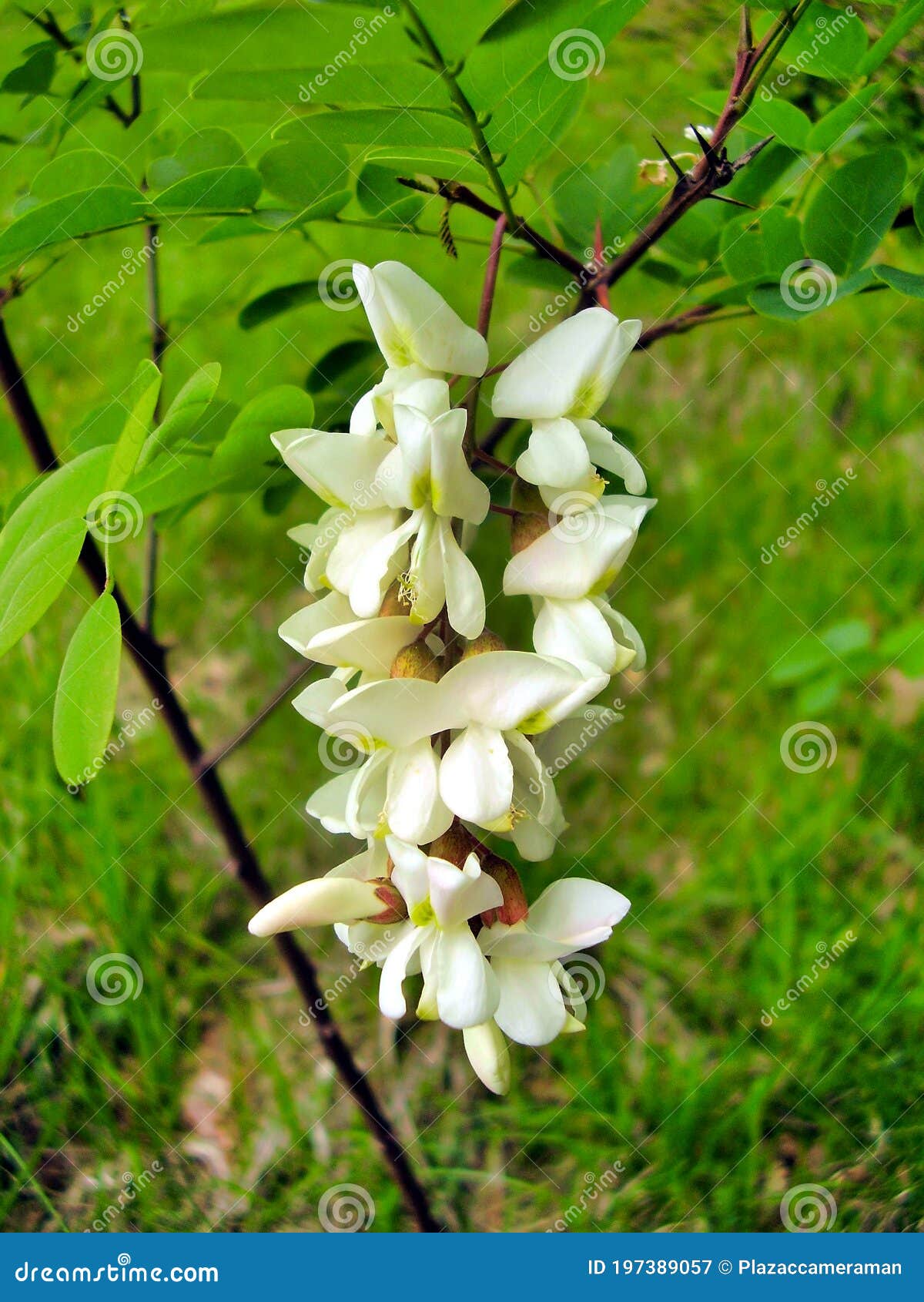 Acacia Tree Bloom stock image. Image of petal, botanical - 197389057