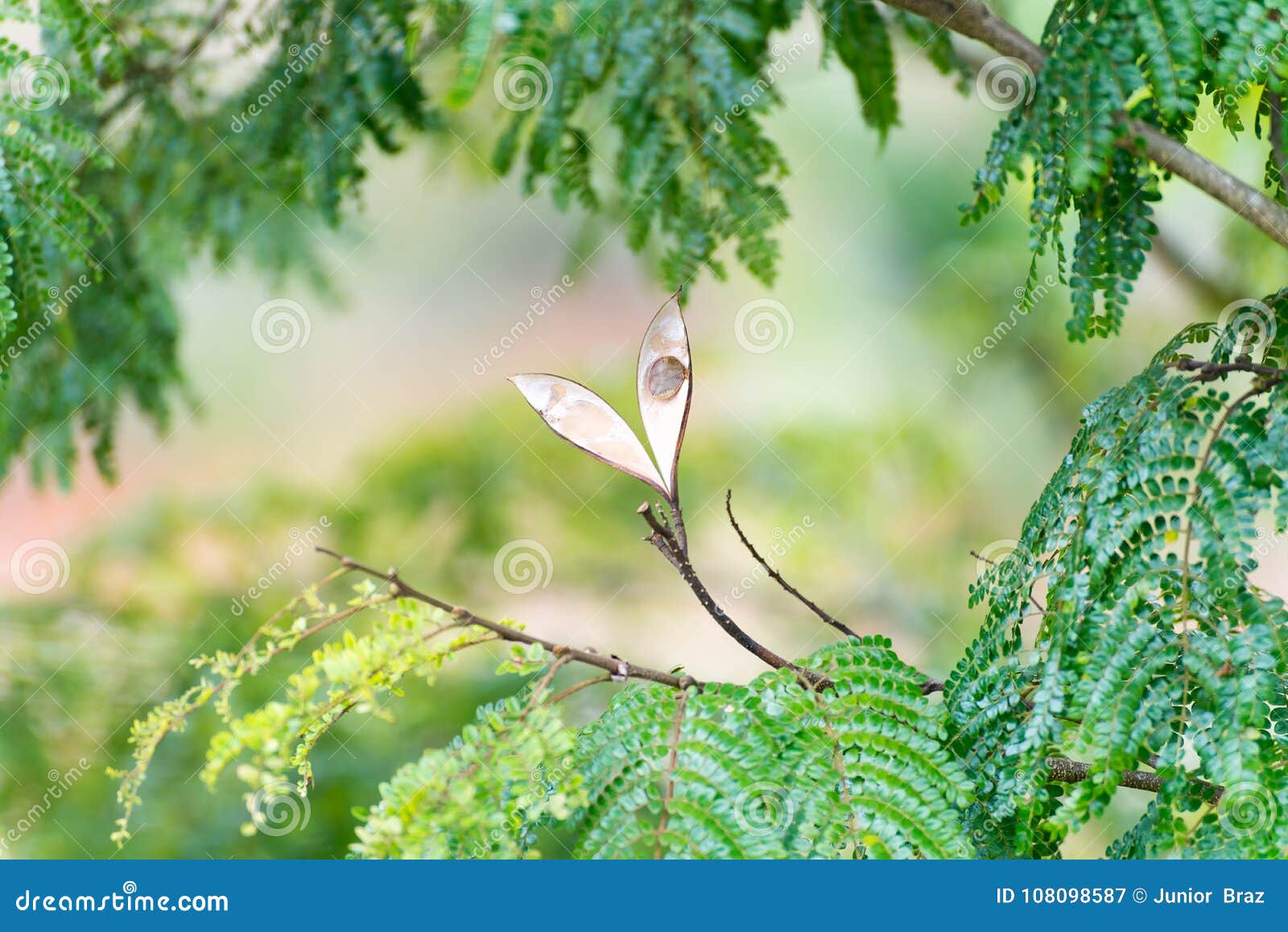 Close Up of a Acacia Tree String Bean Stock Image - Image of acacia ...