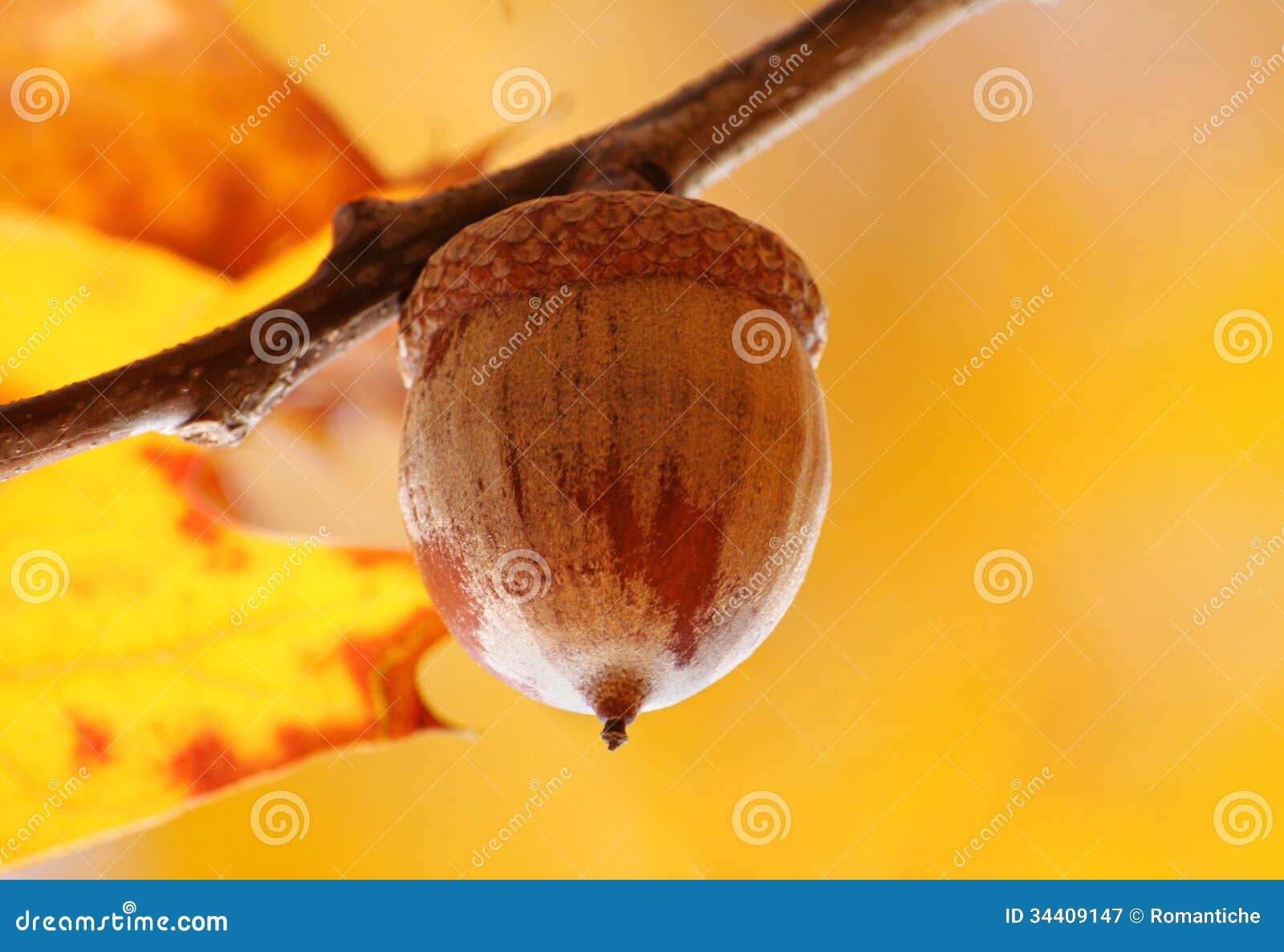 Close up of acorn stock image. Image of autumn, fall - 34409147