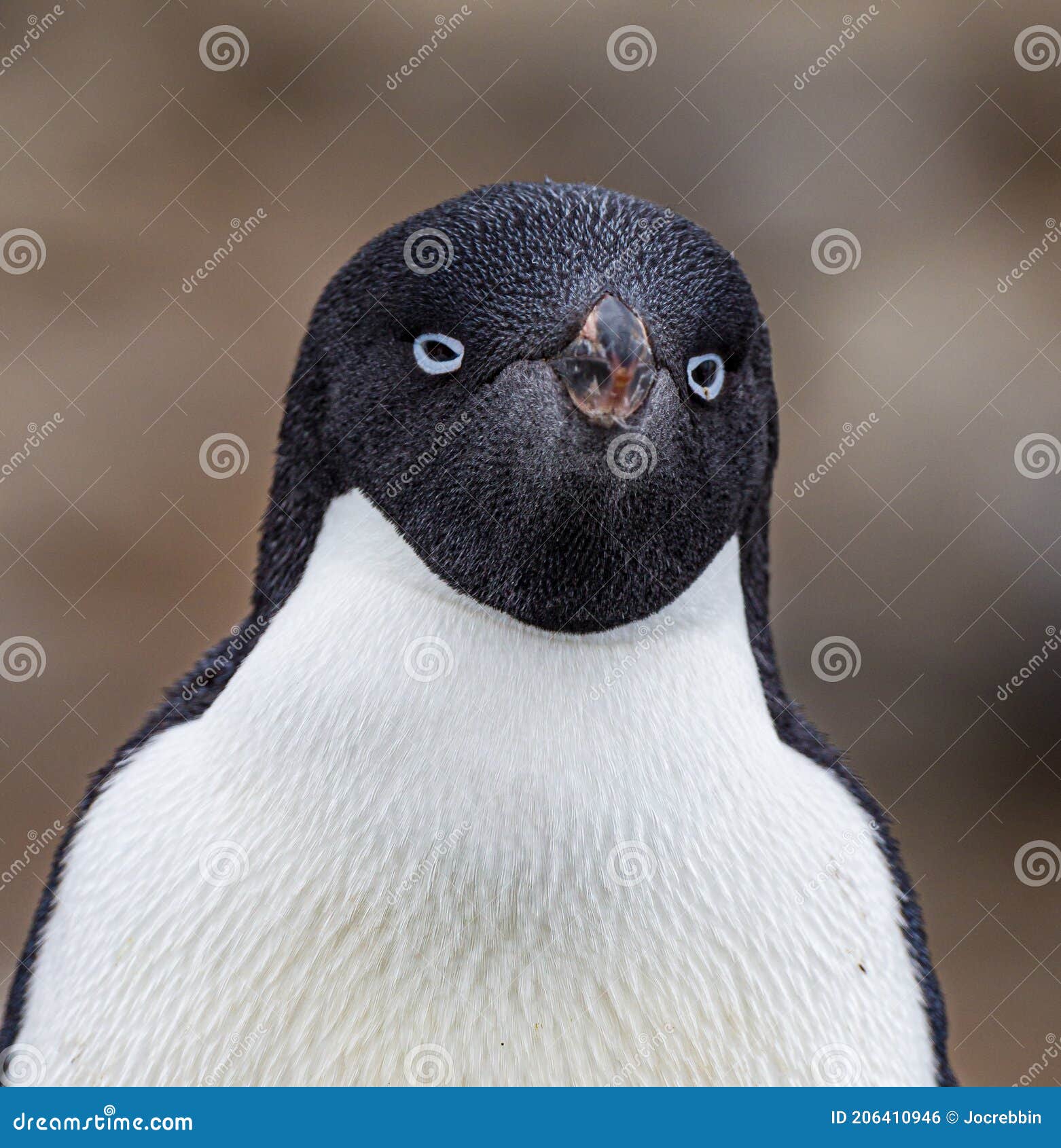 Close Up of Adele Penguin in Breeding Colors Near Brown Bluff Stock ...