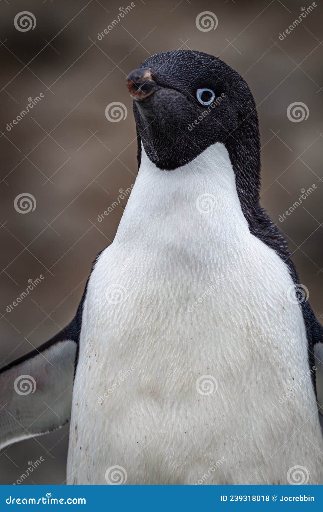 Close Up of Adelie Penguin Head and Chest Stock Photo - Image of snow ...
