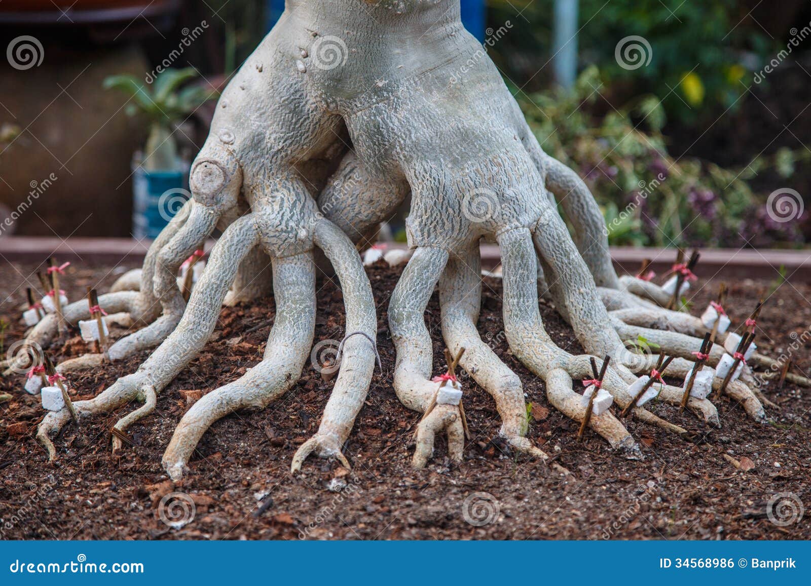 Close up of adenium roots stock photo. Image of branch - 34568986