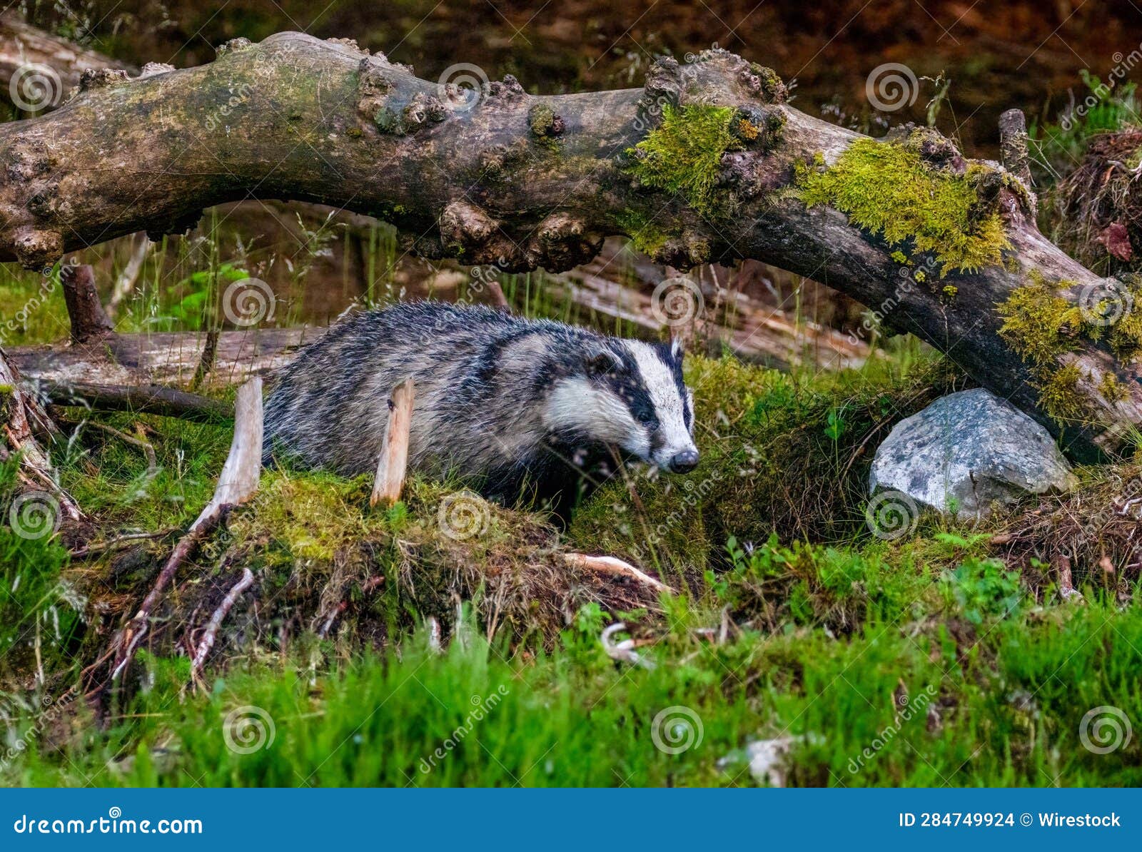 Close-up of an Adorable Badger Standing in a Forest, Next To Fallen ...