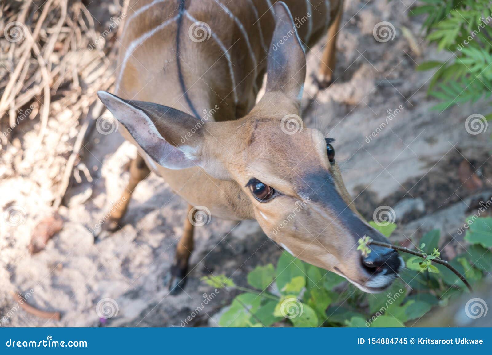 Close Up Adorable Young Deer Face. Stock Image - Image of head, leaves ...