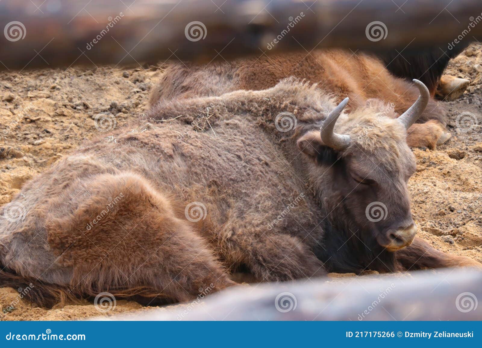 Close-up of an Adult Bison that is Sleeping Stock Photo - Image of ...