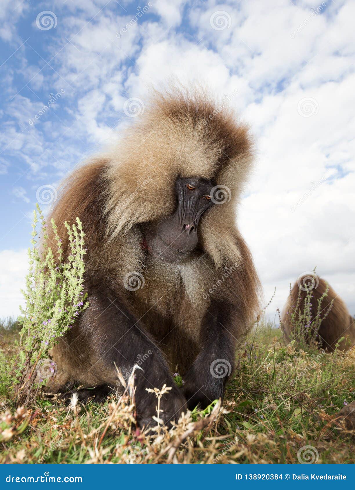 Close Up of an Adult Gelada Monkey Eating Grass Stock Photo - Image of ...