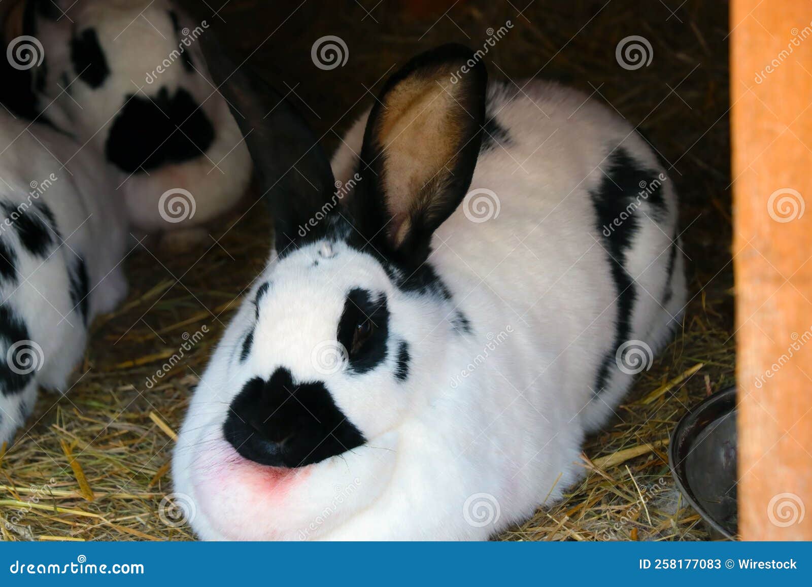 Close-up of an Adult Rabbit in a Cage Stock Image - Image of colorful ...