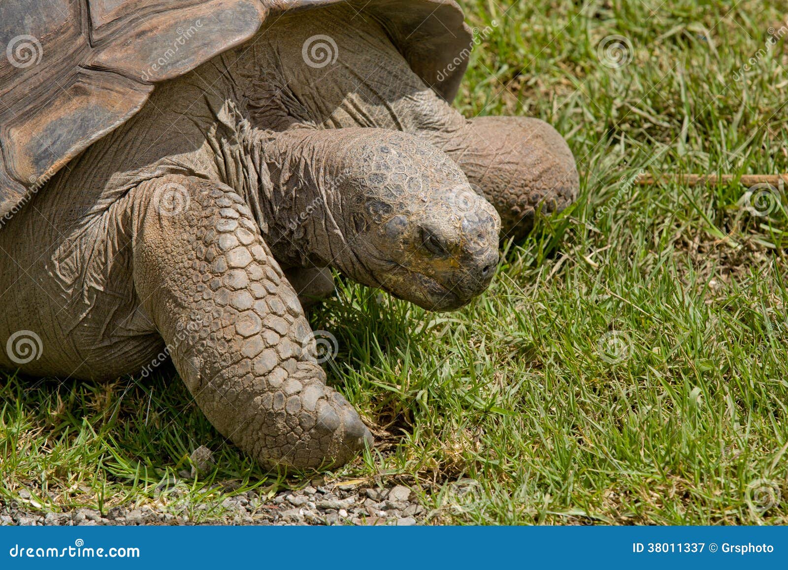 Close-up of a Adult Tortoise Stock Image - Image of nature, tortoise ...
