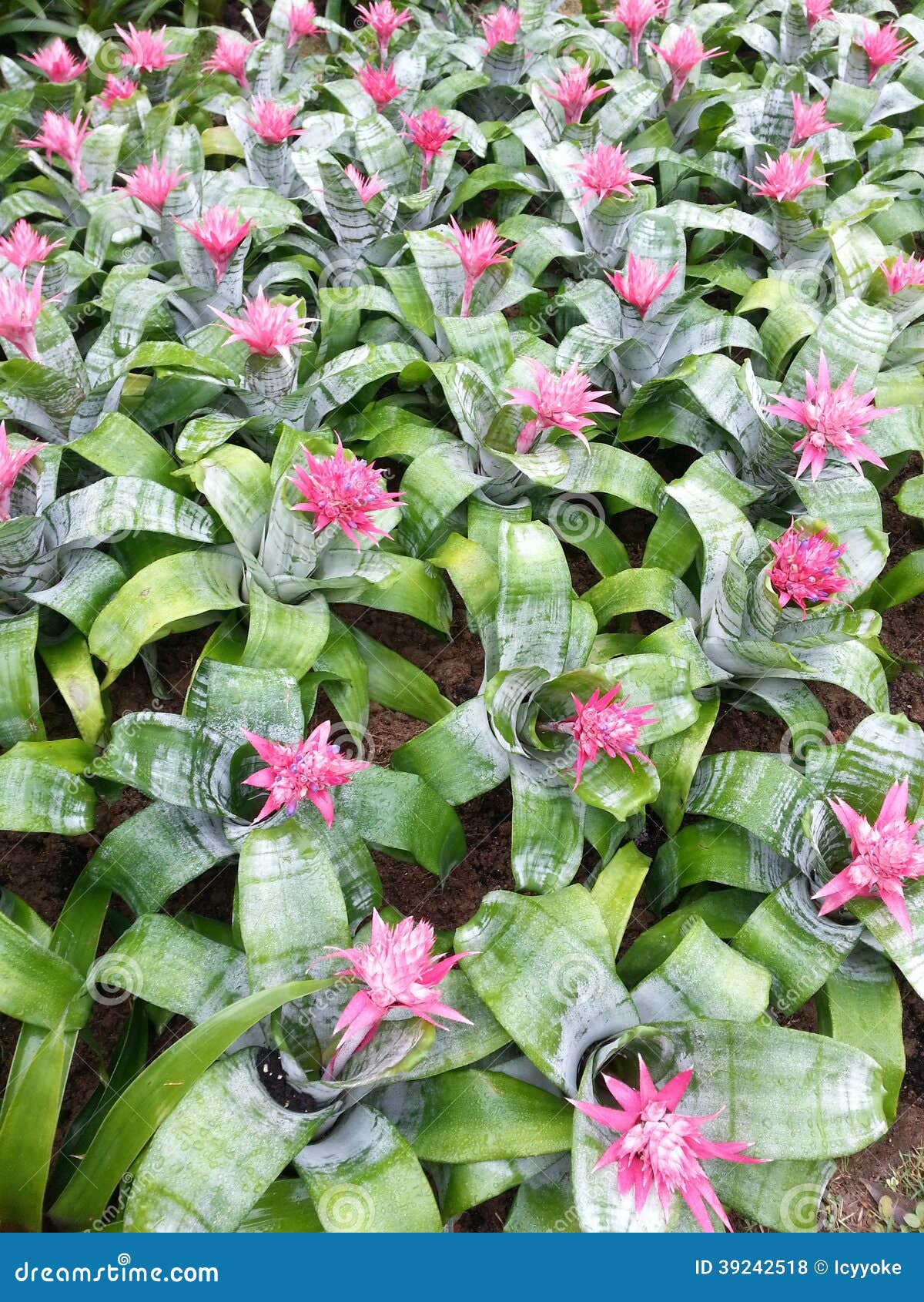 Close Up of Aechmea Fasciata - Bromeliad Stock Photo - Image of ...