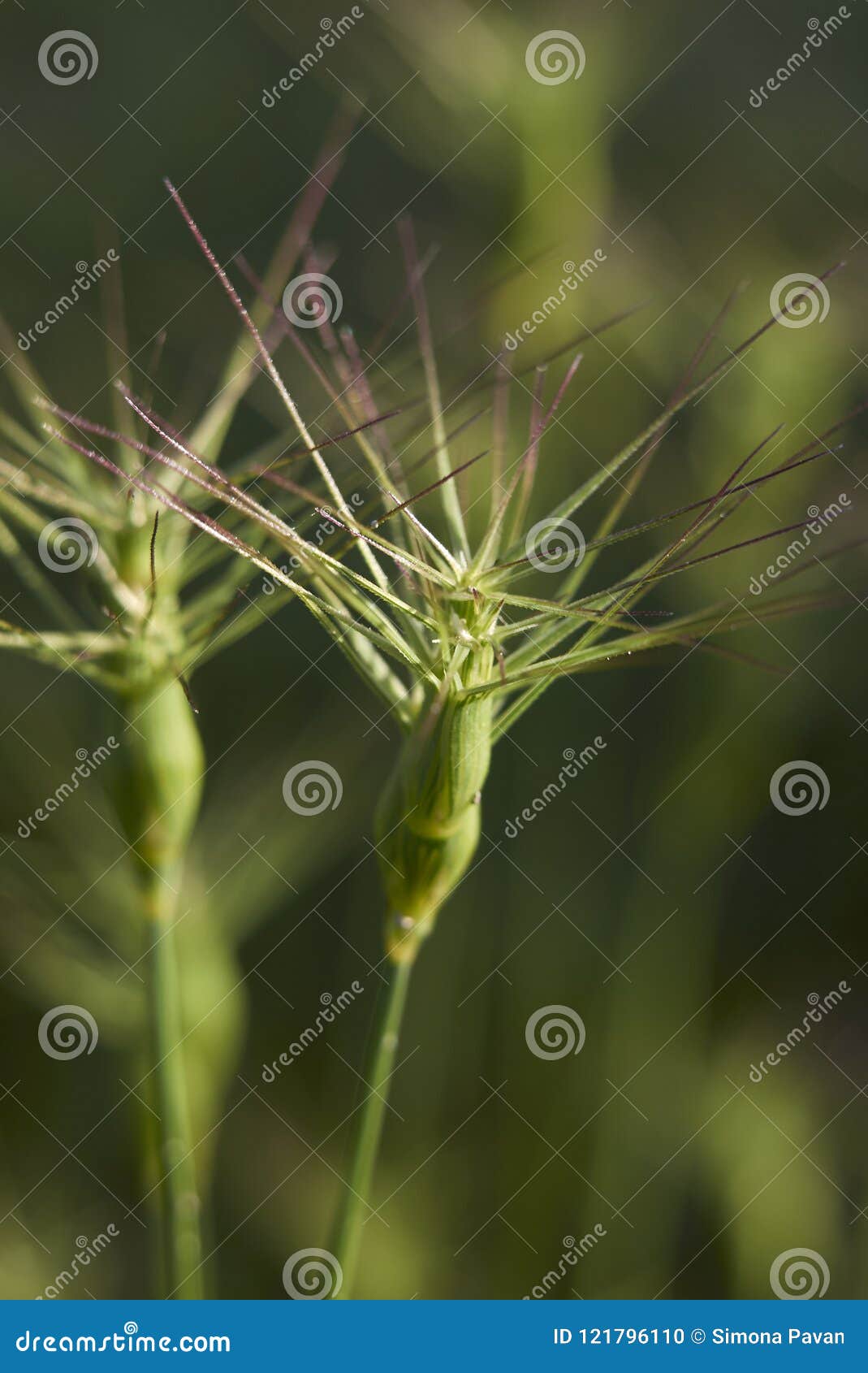 Aegilops neglecta plants stock photo. Image of meadow - 121796110