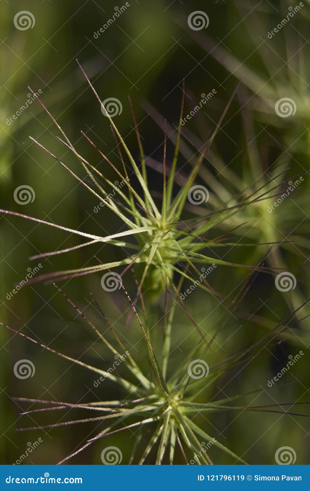 Aegilops neglecta plants stock image. Image of green - 121796119