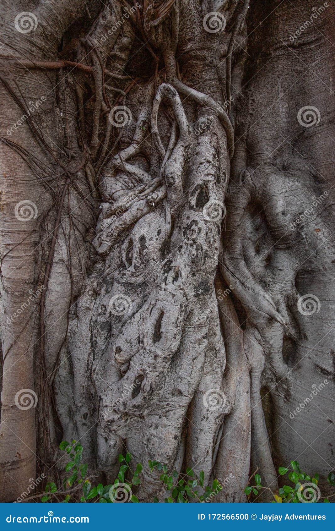 Close Up of Aerial Roots of Large Tree Stock Photo - Image of texture ...