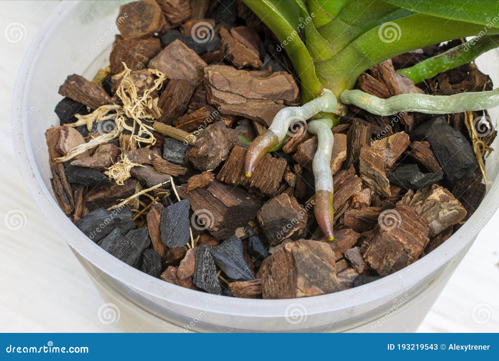 Close Up Aerial Roots of Orchid. it is Active Phase of Young Roots ...