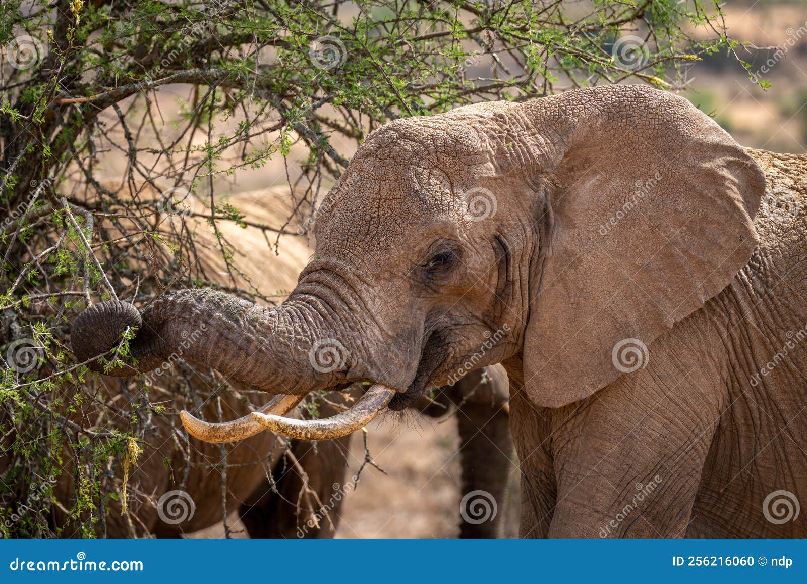 Close-up of African Bush Elephant Browsing Tree Stock Photo - Image of ...