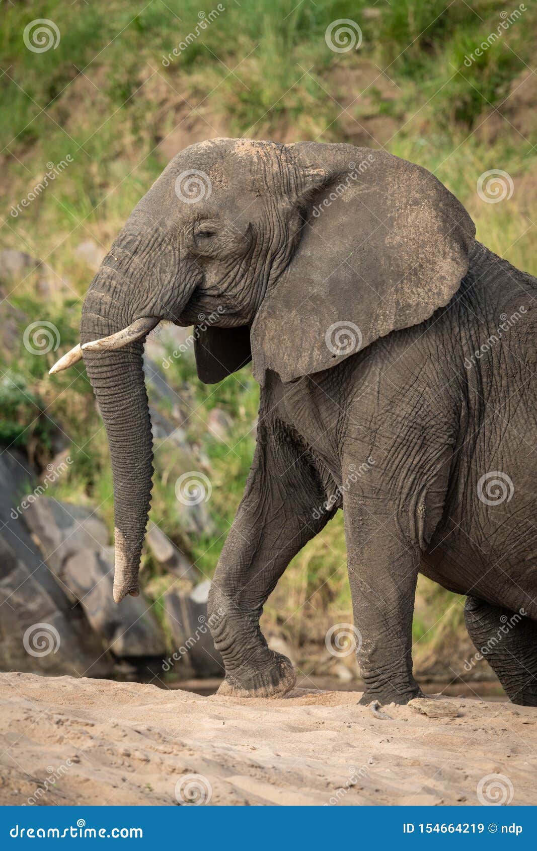 Close-up of African Bush Elephant Climbing Beach Stock Image - Image of ...