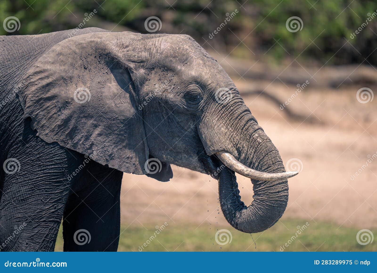 Close-up of African Bush Elephant Dribbling Water Stock Image - Image ...