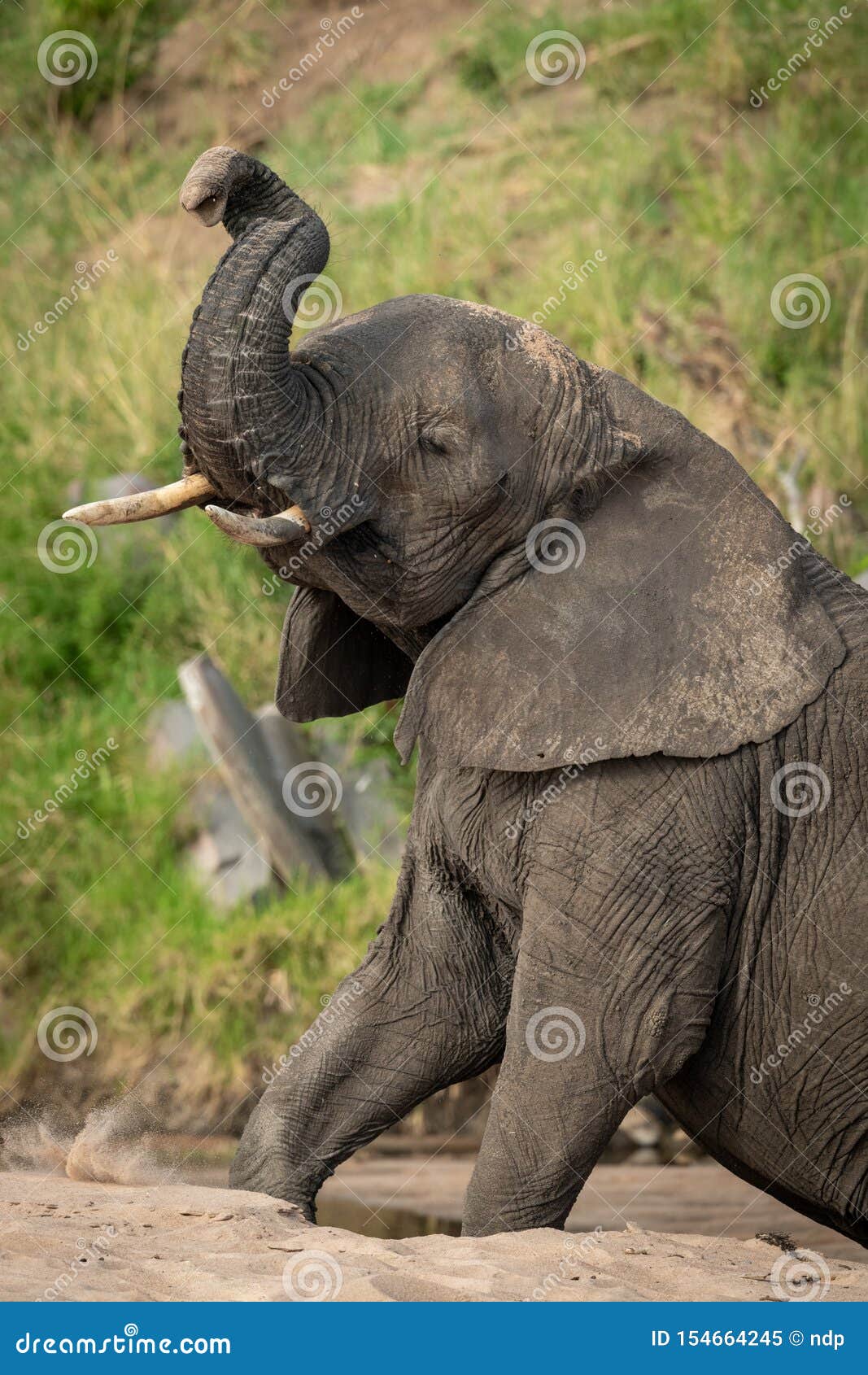 Close-up of African Bush Elephant Raising Trunk Stock Image - Image of ...