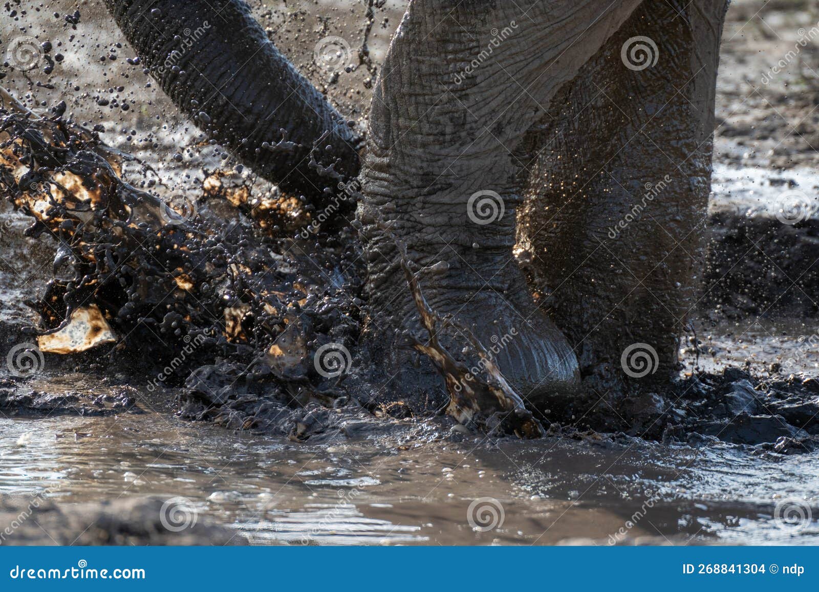 Close-up of African Bush Elephant Splashing Mud Stock Photo - Image of ...