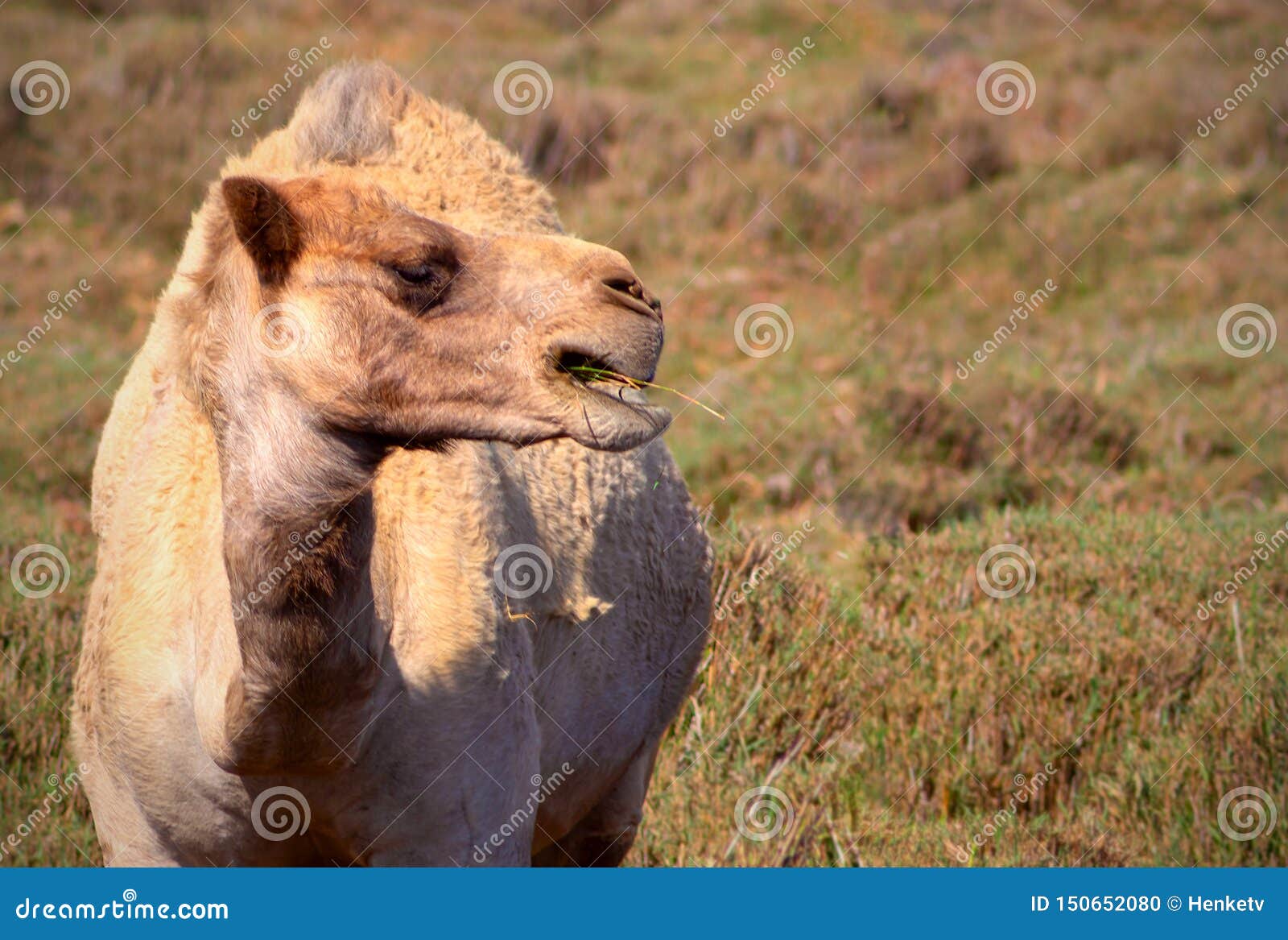 Close Up of an African Camel on the Grass Stock Photo - Image of asia ...