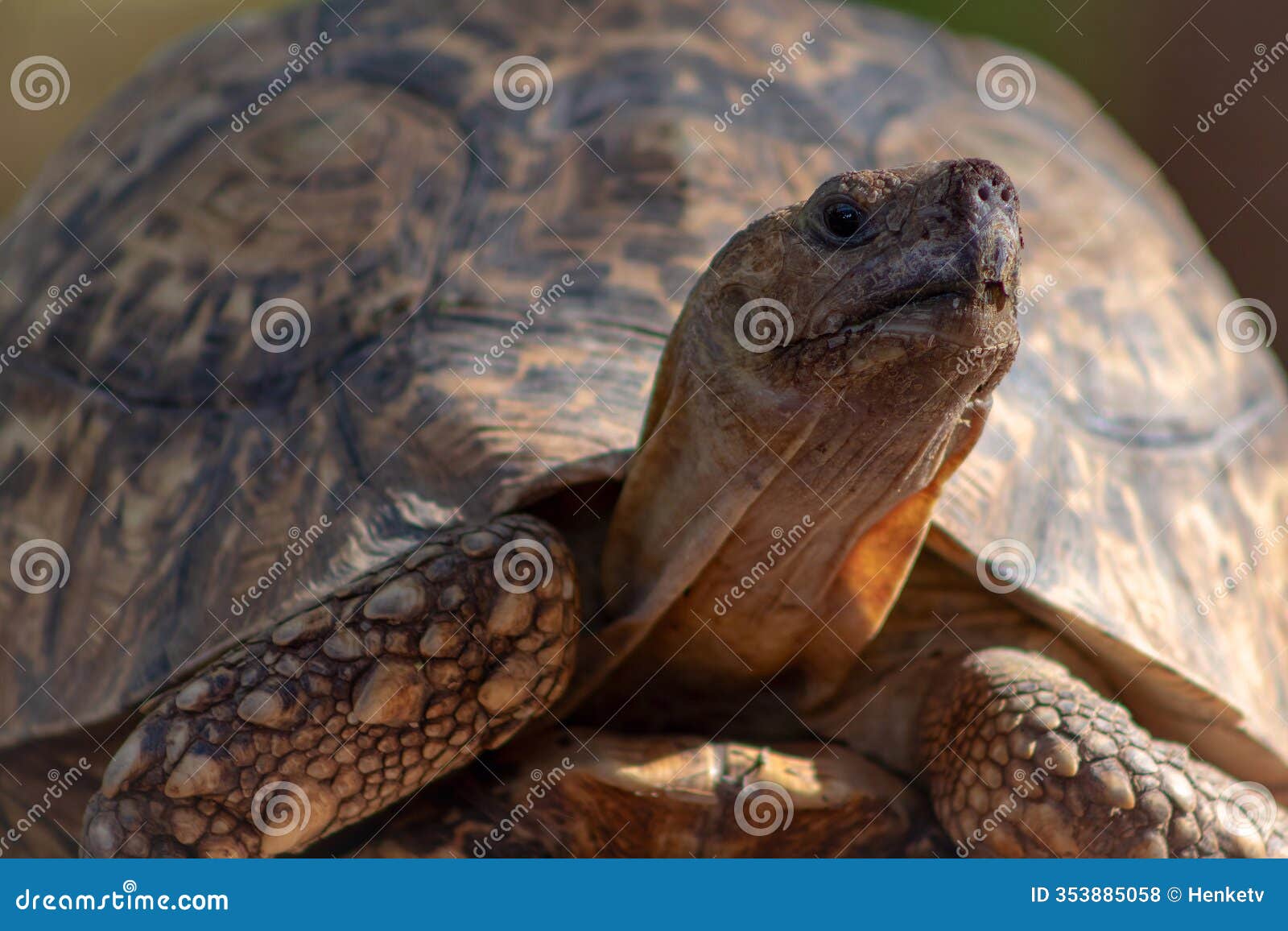 Close Up of an African Cute Turtle on the Blur Background Stock Photo ...