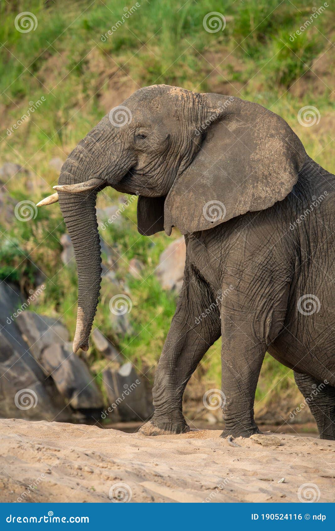 Close-up of African Elephant Climbing Sandy Riverbank Stock Photo ...