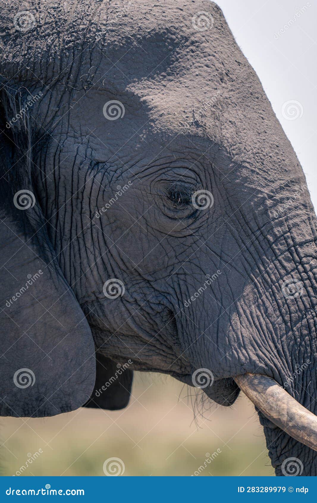 Close-up of African Elephant Face in Profile Stock Image - Image of ...
