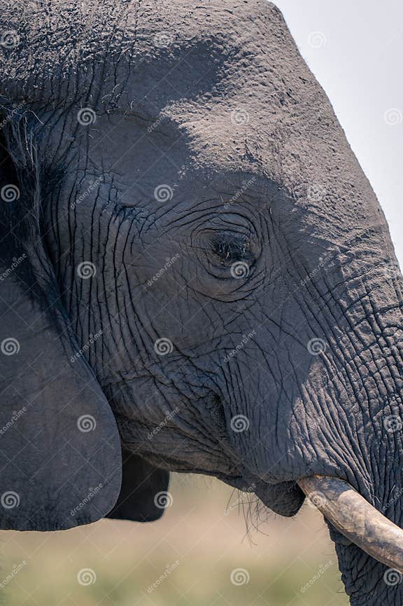 Close-up of African Elephant Face in Profile Stock Image - Image of ...