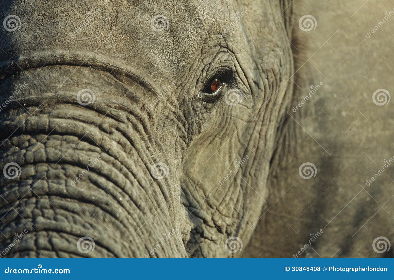 Close-up of African Elephant (Loxodonta Africana) Selective Focus Stock ...