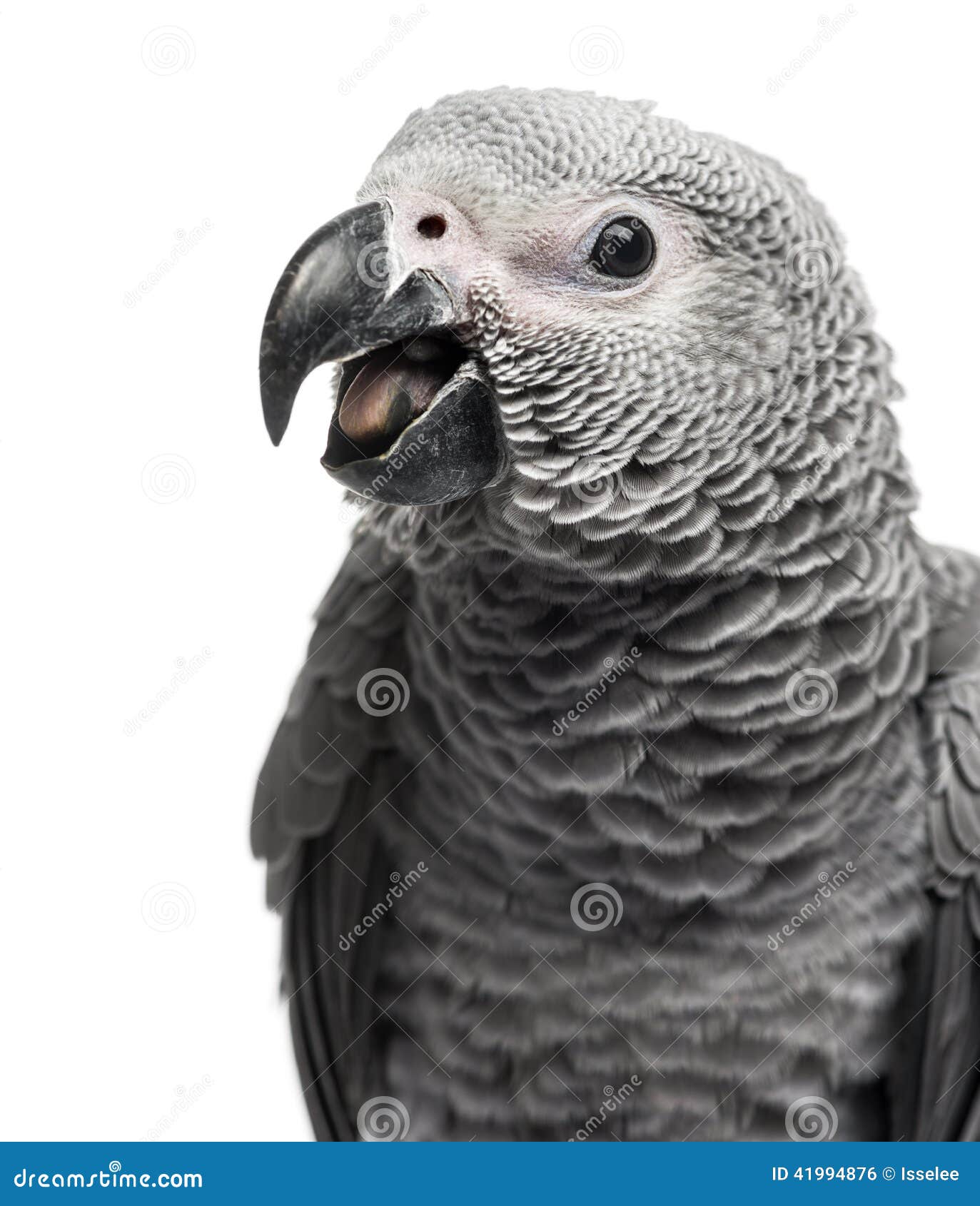 African Grey Parrot Royalty-Free Stock Photography | CartoonDealer.com ...