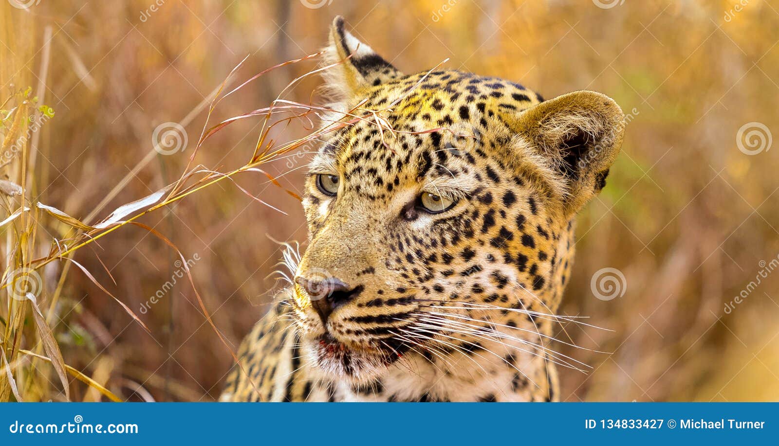 Close Up of an African Leopard Stock Image - Image of reserve ...