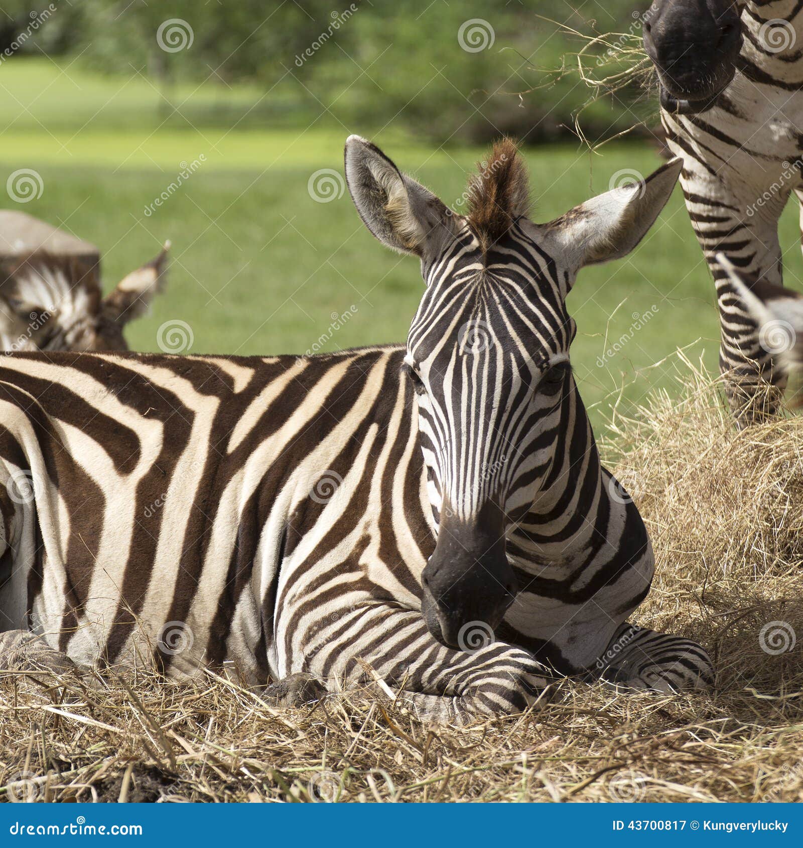 Close up African Zebra stock image. Image of zebra, farm - 43700817