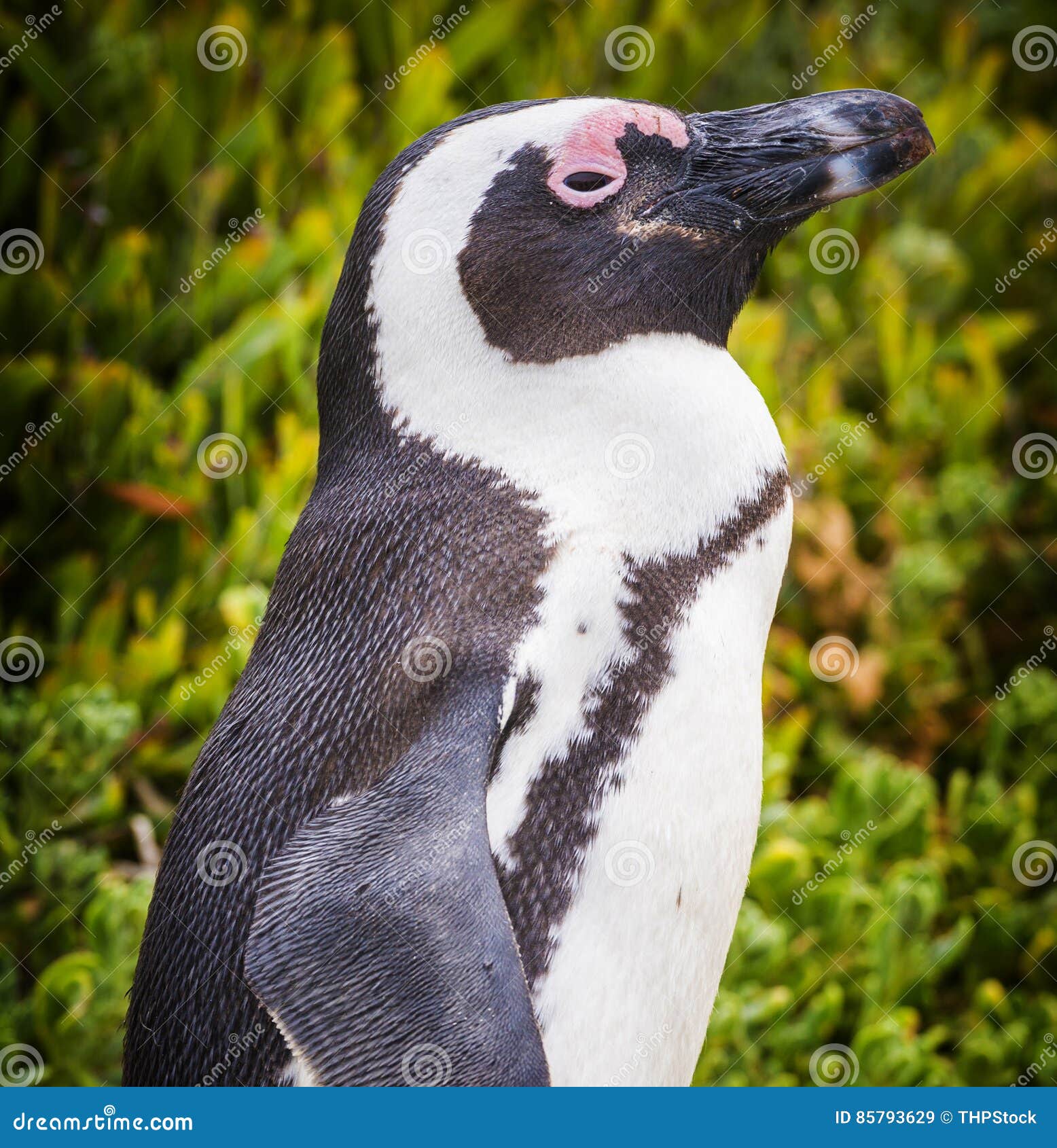 Close Up Africano Do Pinguim Imagem de Stock - Imagem de pinguim ...