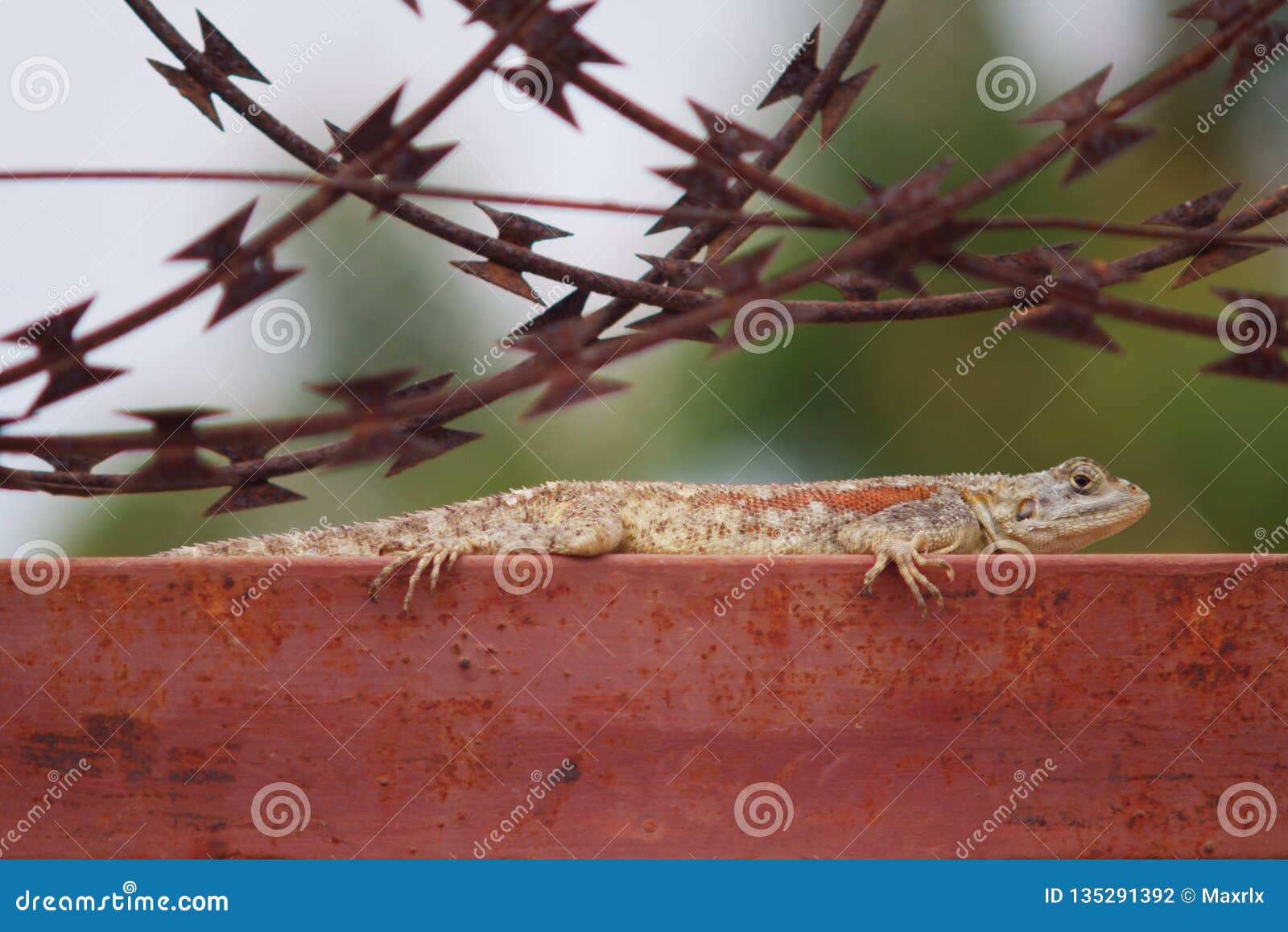 Close Up of Agama Lizard on M Etal Gate with Barbed Wire Stock Photo ...