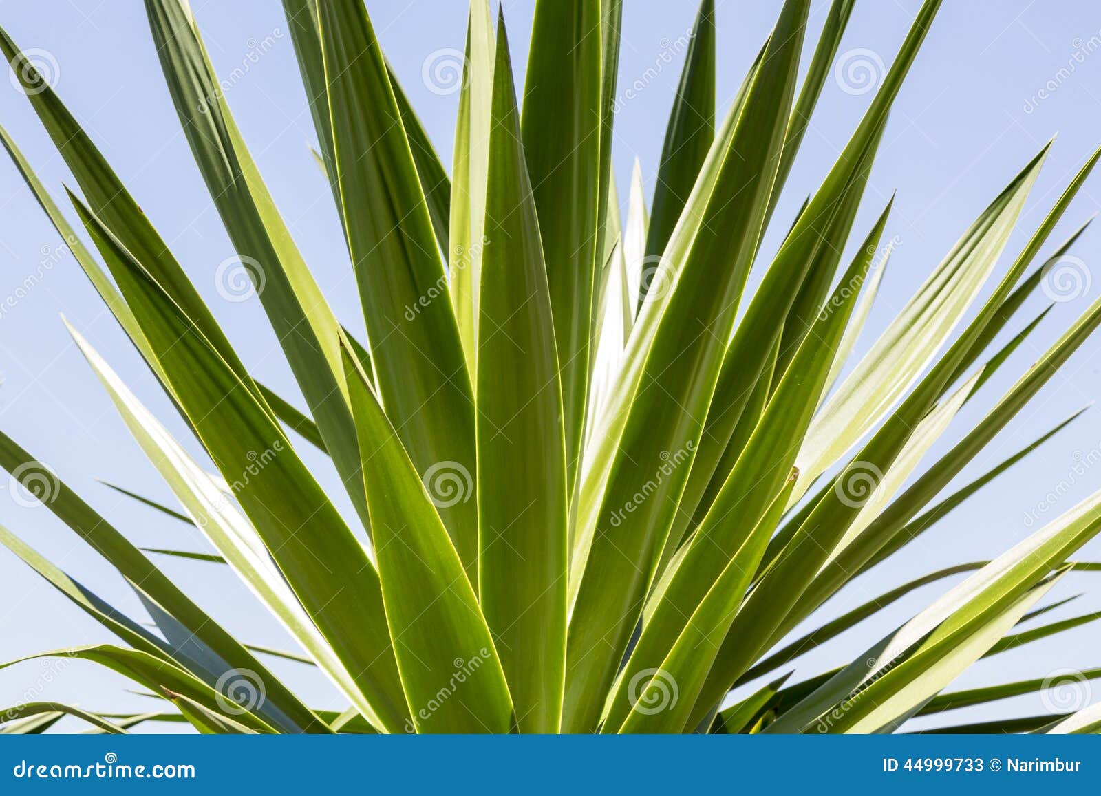 Close up of an agave stock image. Image of contrast, desert - 44999733