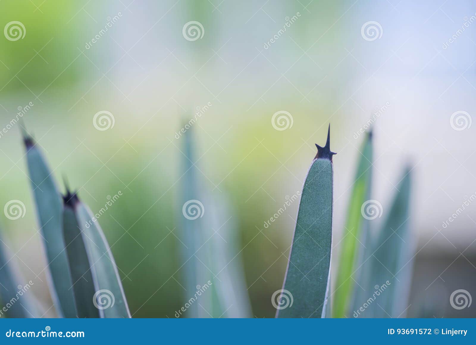 Close Up of Agave Leaf Texture Stock Photo - Image of decorative ...