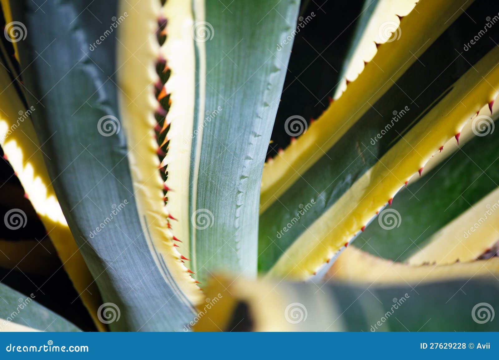 A Close-up of the Agave Leaves with Spiny Margins Stock Photo - Image ...