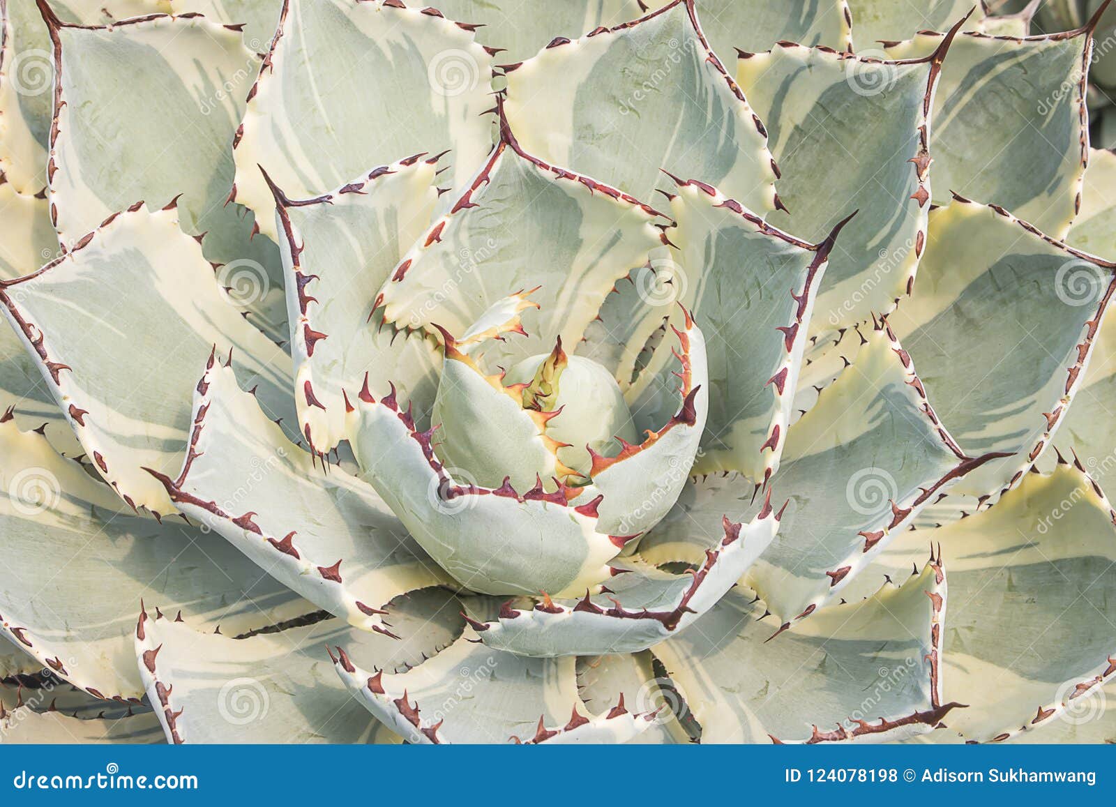 Close Up of Agave Succulent Plant. Stock Photo - Image of botany ...